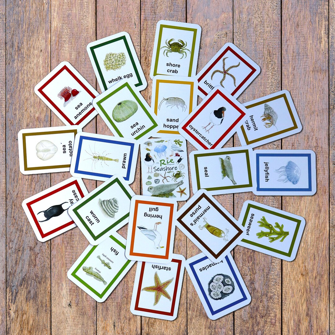 Seashore Flash Cards, 20 Childrens Wildlife Identification Cards, Home ...