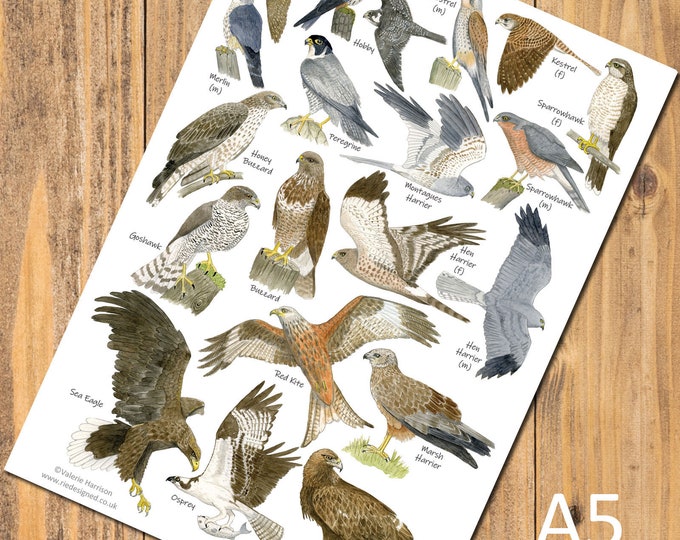 British Birds of Prey A5 Identification Chart, Wildlife Card, Postcard ...