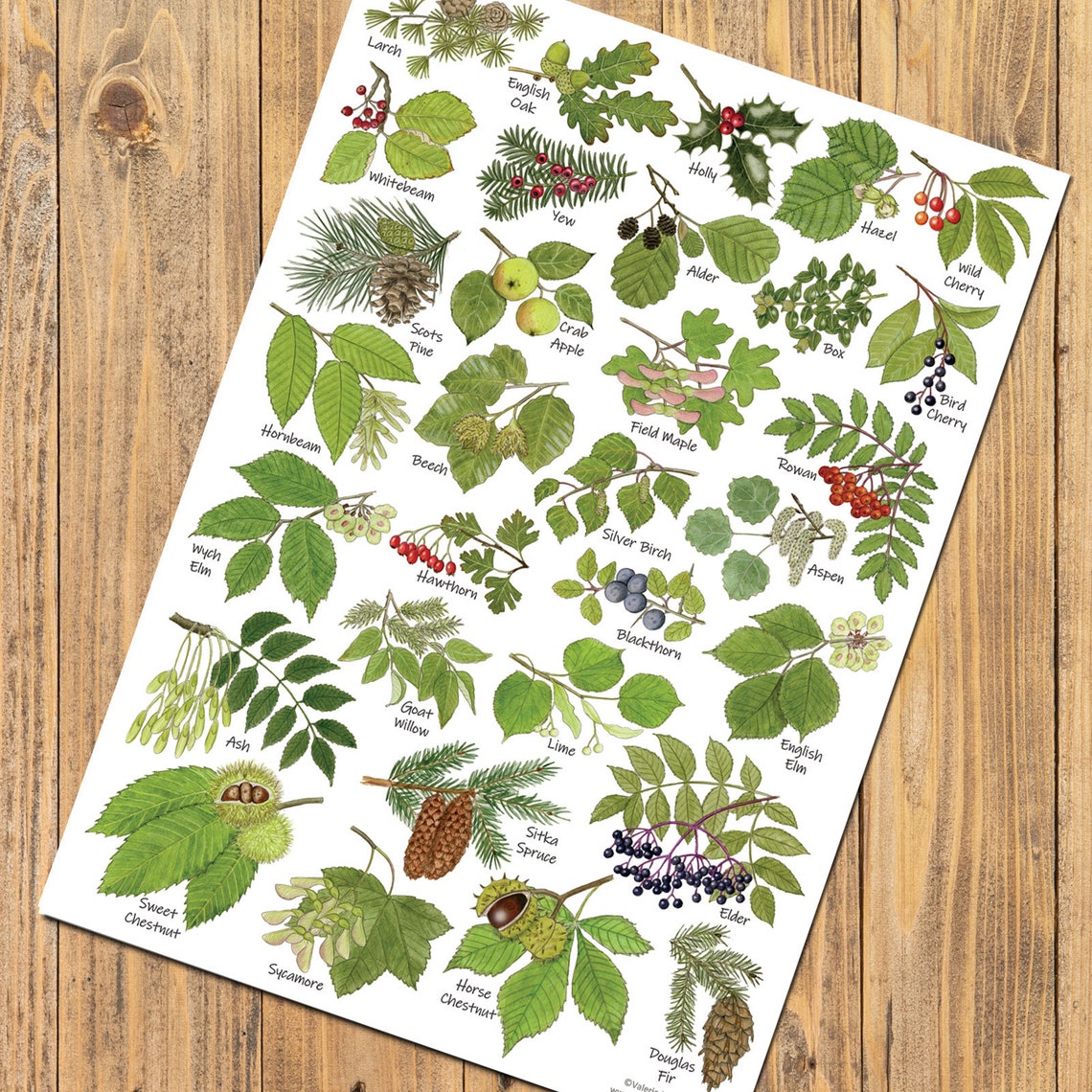 British Tree Leaves A4 Identification Chart, Wildlife Card, Nature ...