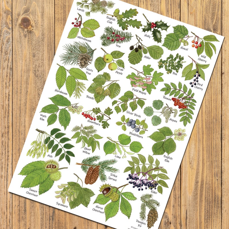 British Tree Leaves A4 Identification Chart Wildlife Card | Etsy UK