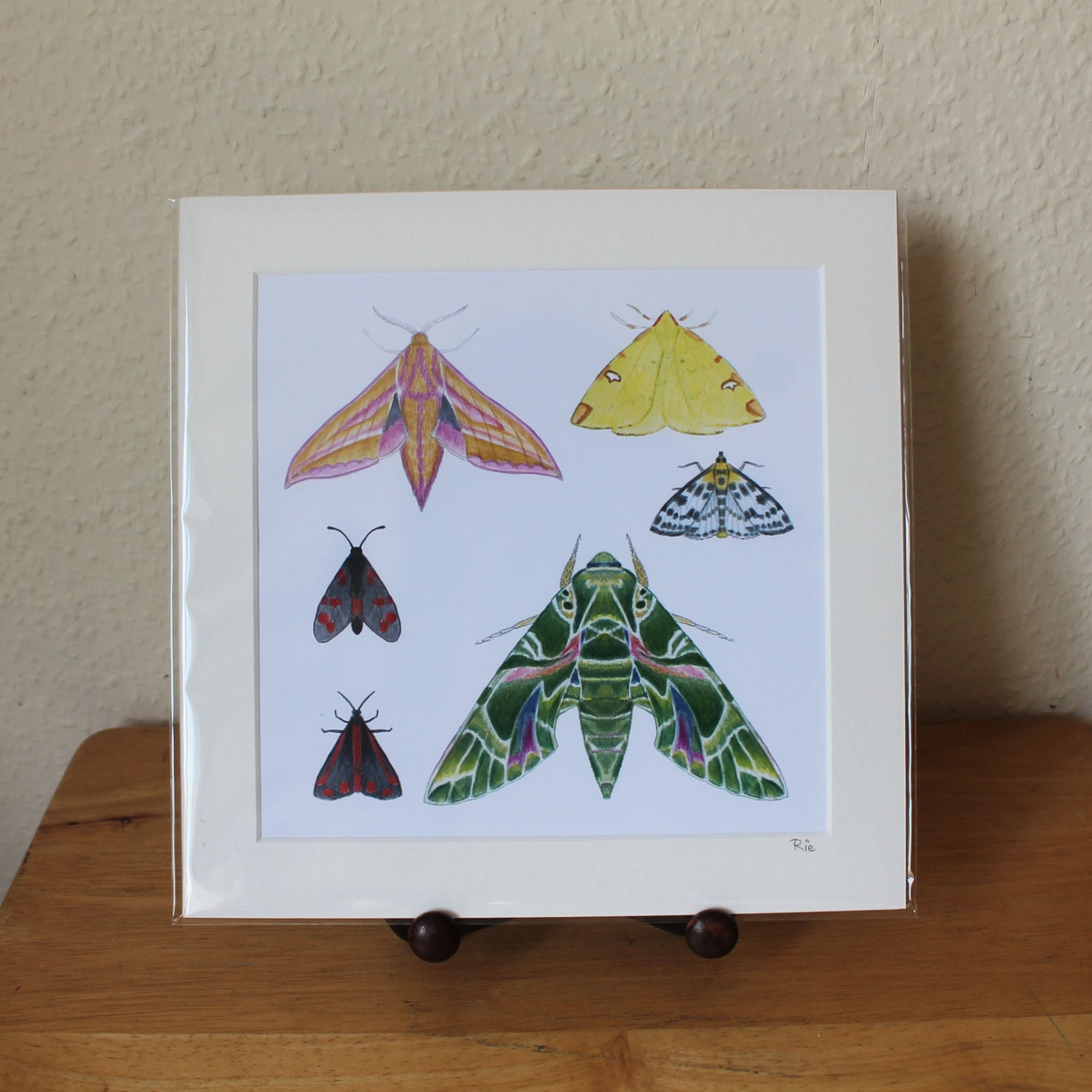 Moths Mounted Print Insects Large Square Artwork Nature - Etsy UK