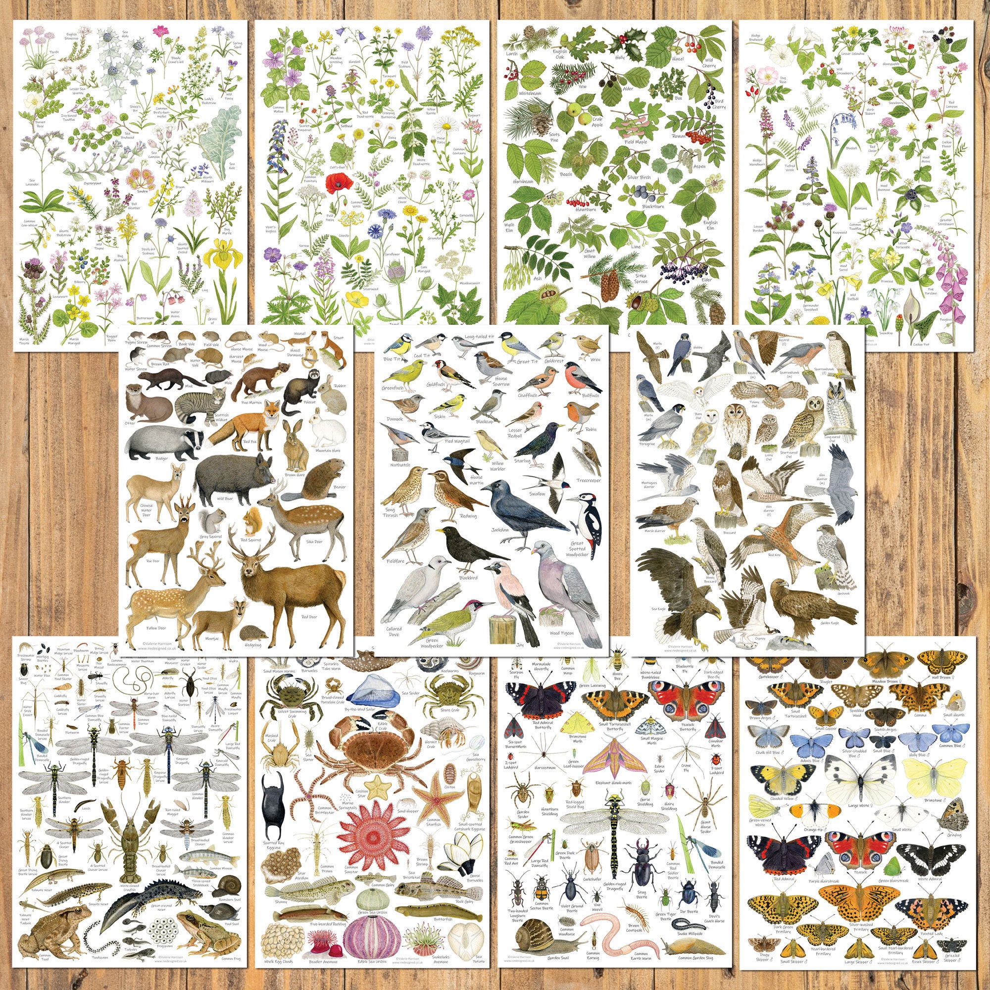 British Seashore A4 Identification Chart, Wildlife Card, Beachcombing ...