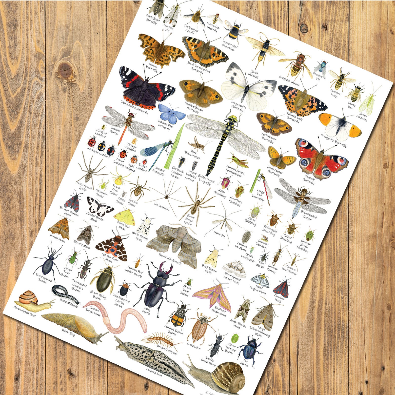 British Invertebrates A3 Identification Poster, Insect Chart, Bugs Art ...