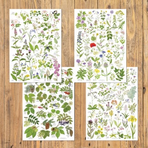 Woodland & Hedgerow Wild Flowers A4 Identification Chart, Wildlife Card ...
