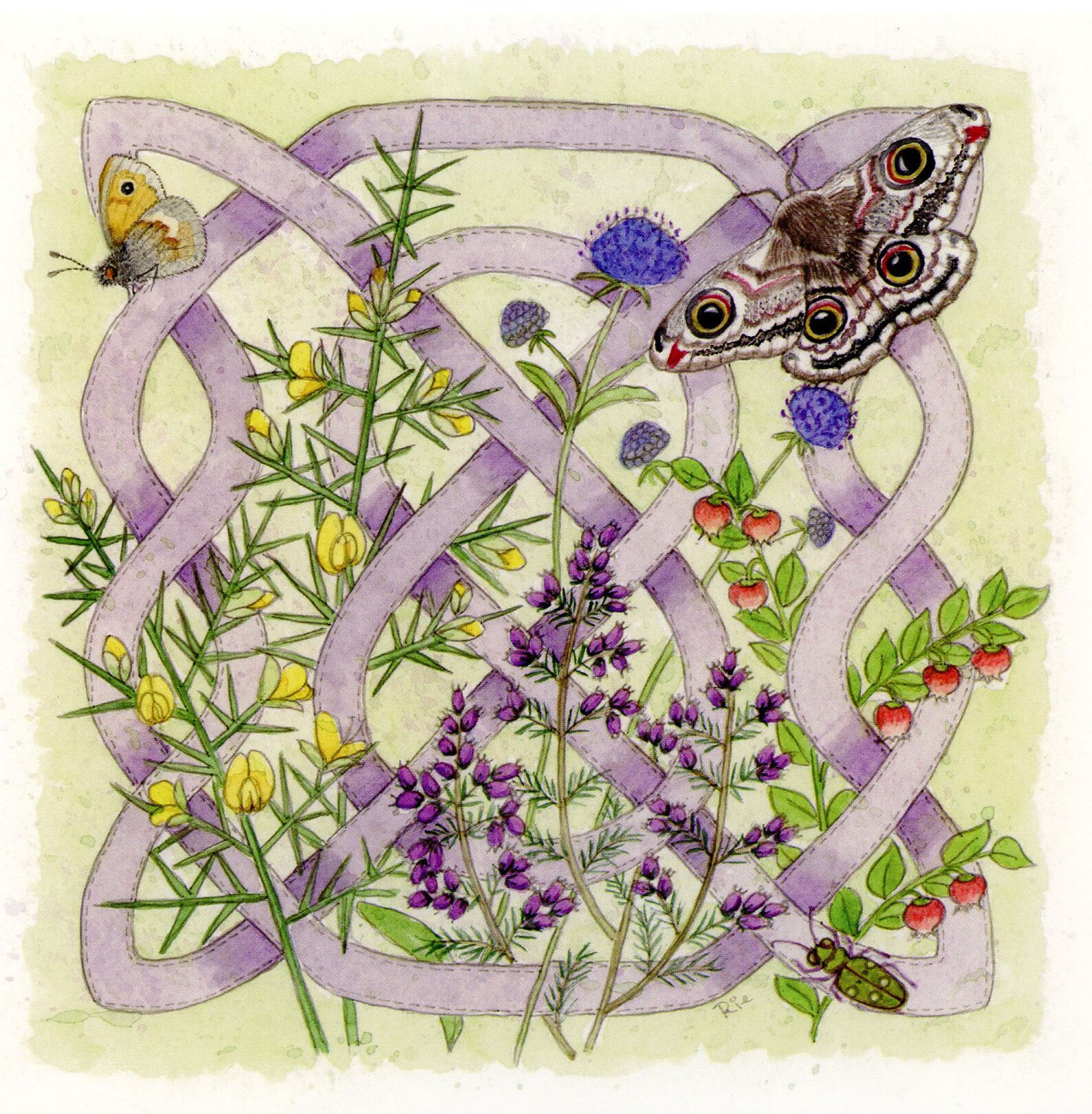 Celtic Knot Card, Celtic Flora, Heath Wild Flowers With Insects Square ...