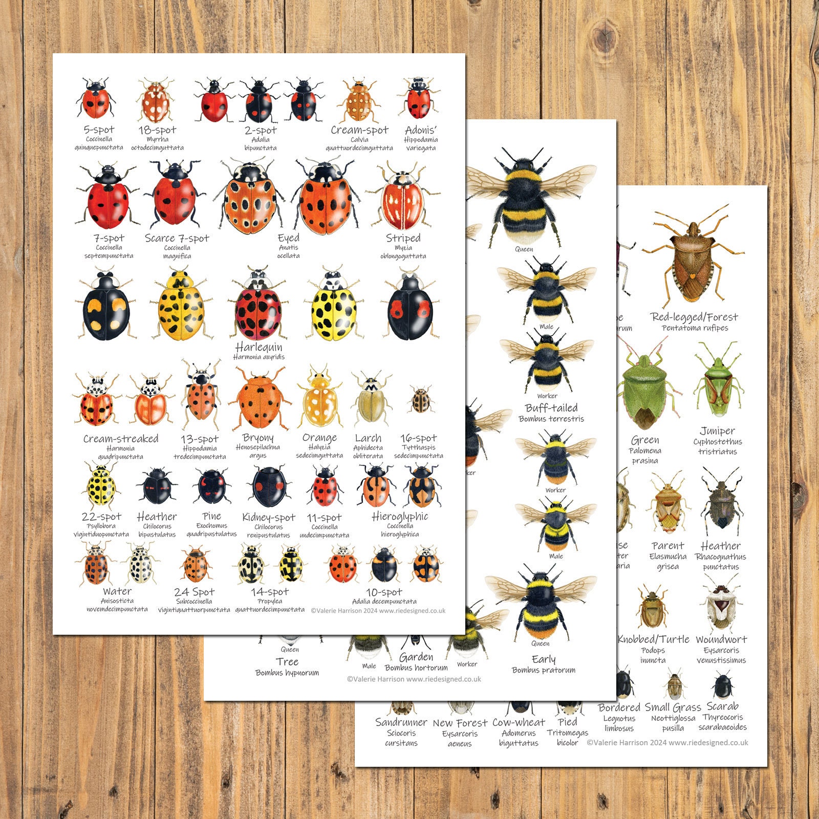 British Ladybirds A6 Chart, Insects Card, Pocket Bug Postcard ...