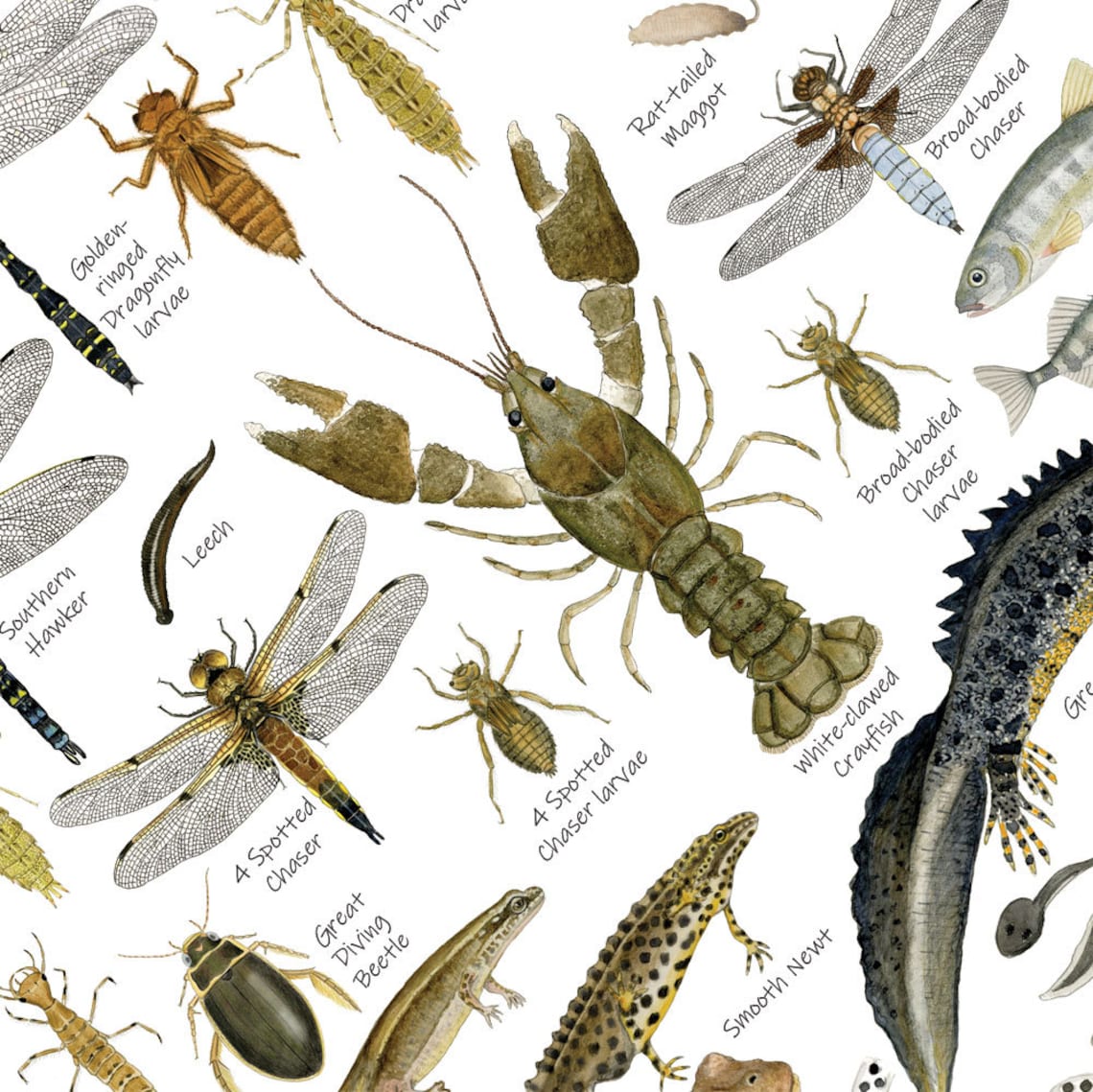 British Pond & Stream A3 Identification Poster, Insect Chart, Bugs Art ...