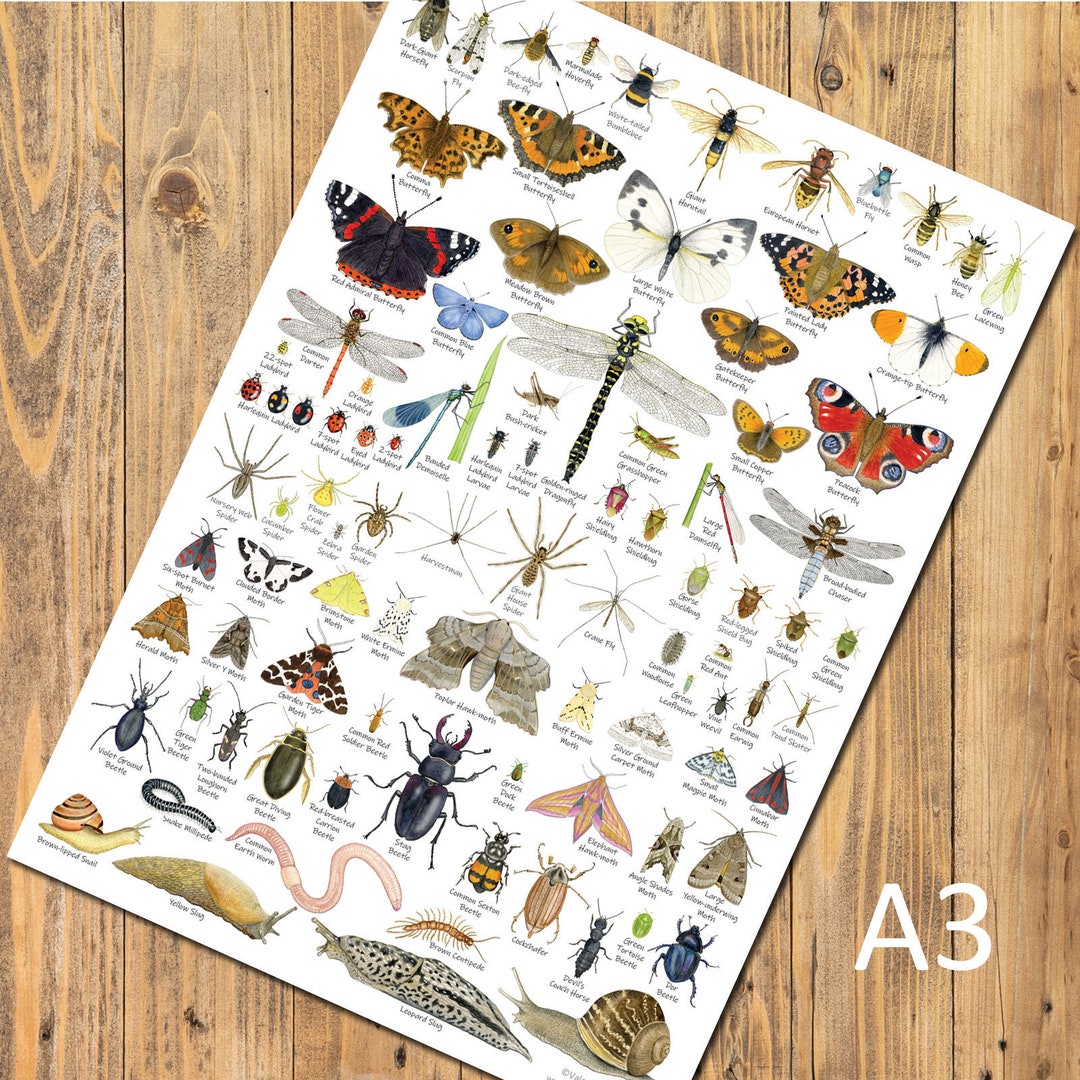 British Invertebrates A3 Identification Poster, Insect Chart, Bugs Art ...