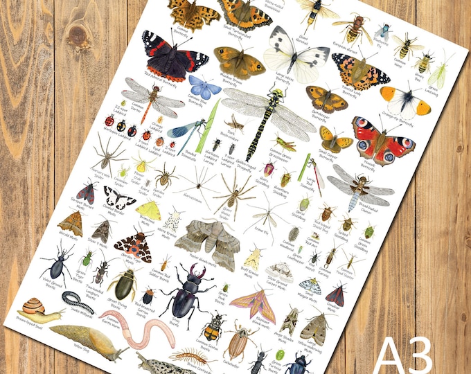 British Invertebrates A3 Identification Poster, Insect Chart, Bugs Art ...