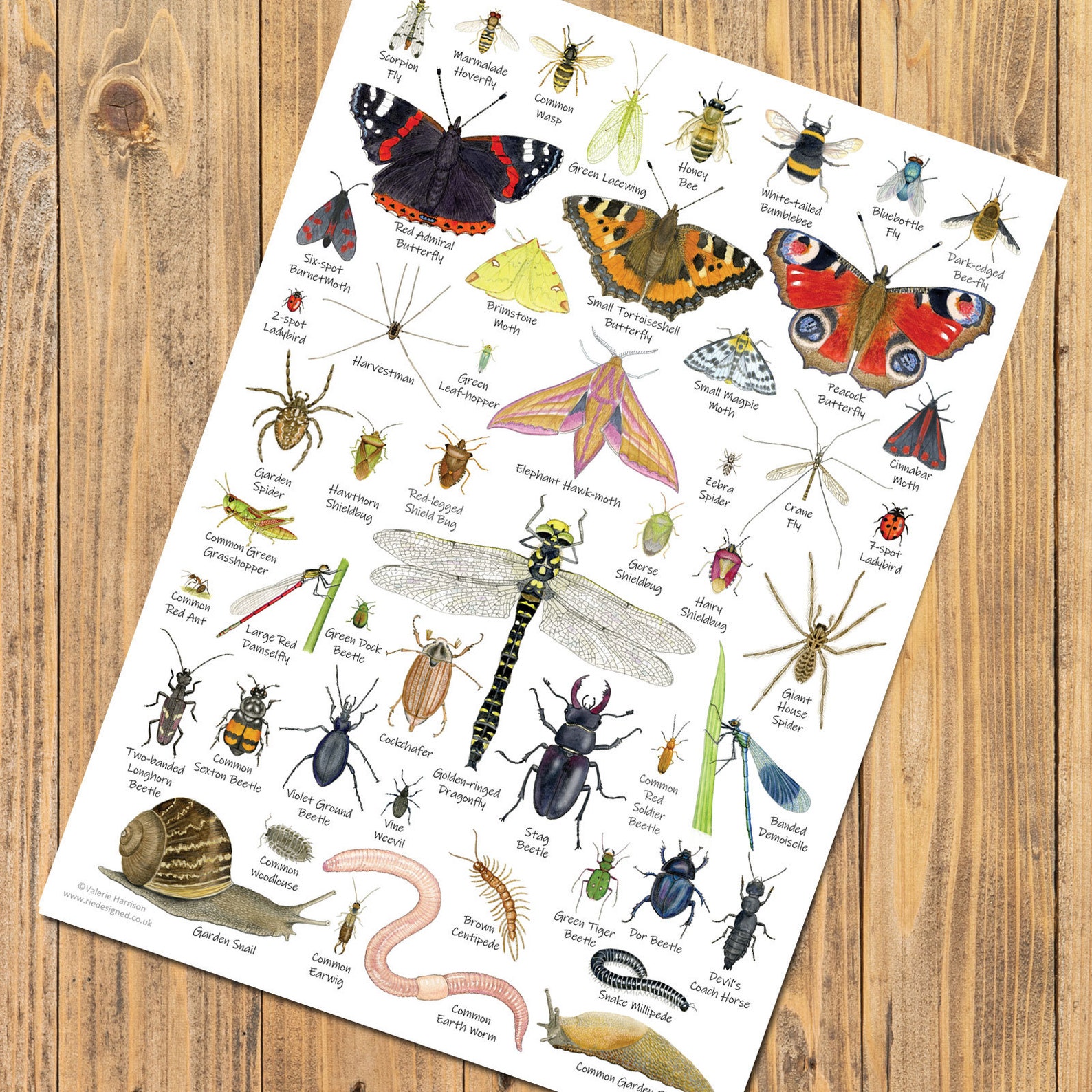 British Insects A4 Identification Chart, Wildlife Card, Bugs Poster ...