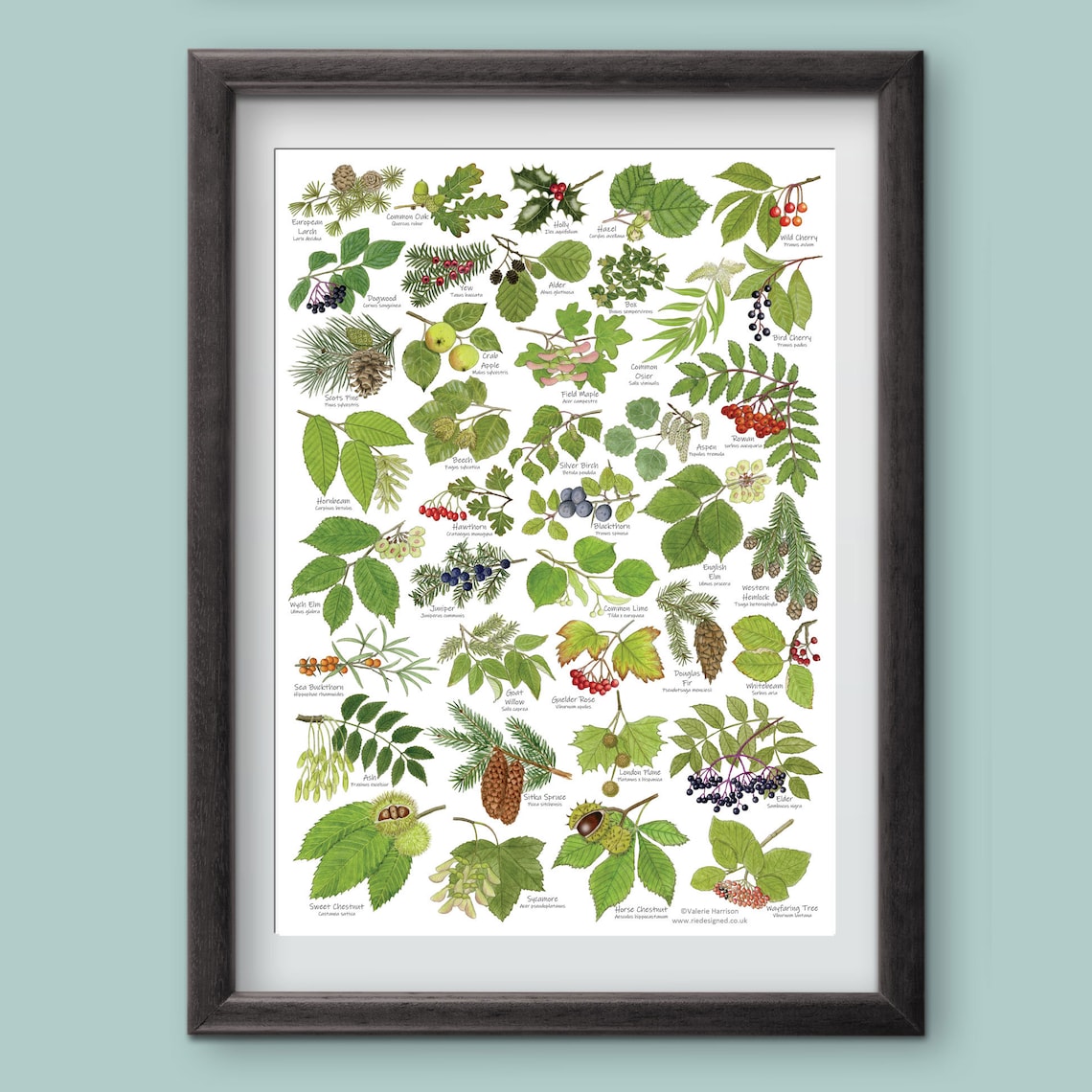 British Tree Leaves Wildlife A3 Poster Art Print, Nature Identification ...
