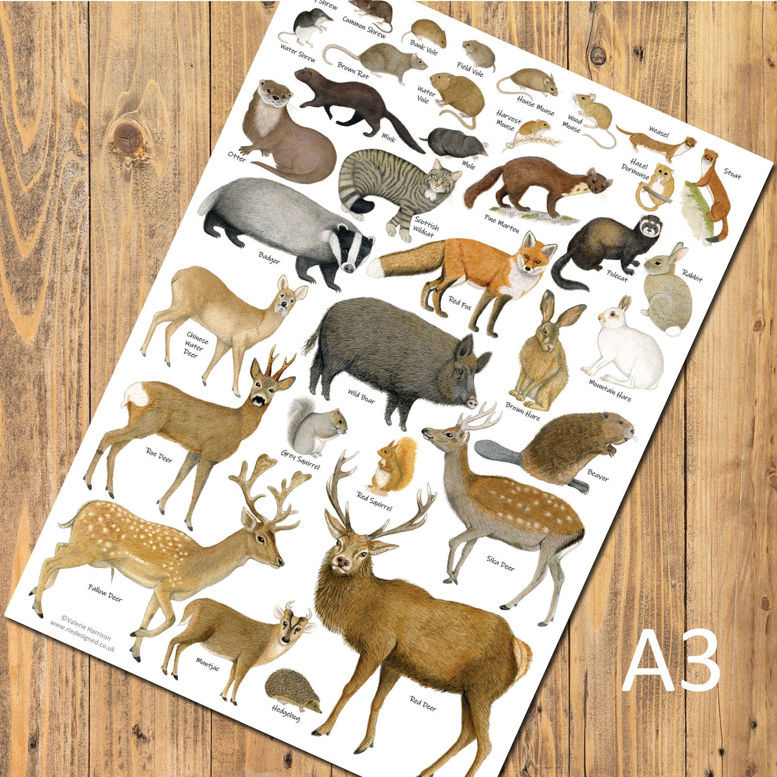 Set of 8 A3 Nature Identification Posters Wildlife Charts - Etsy UK
