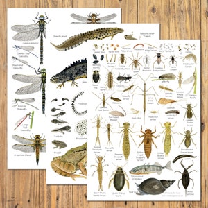 Pond & Stream A5 Art Print, Card, Pondlife Postcard, Identification ...