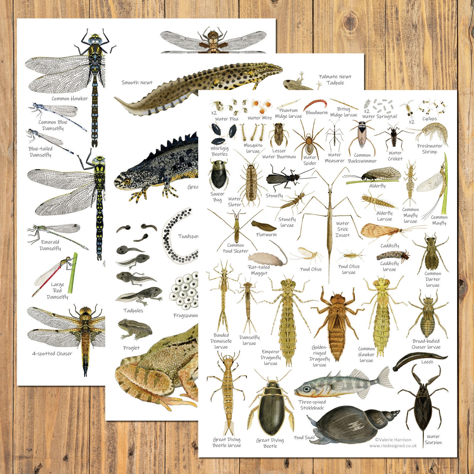 Pond & Stream A5 Art Print, Card, Pondlife Postcard, Identification ...