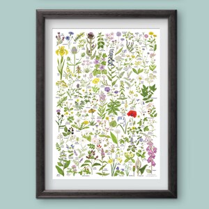 British Wild Flowers Wildlife A3 Poster Art Print, Nature ...