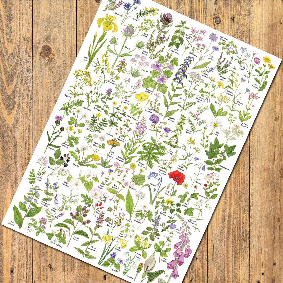 British Wild Flowers Wildlife A3 Poster Art Print, Nature ...