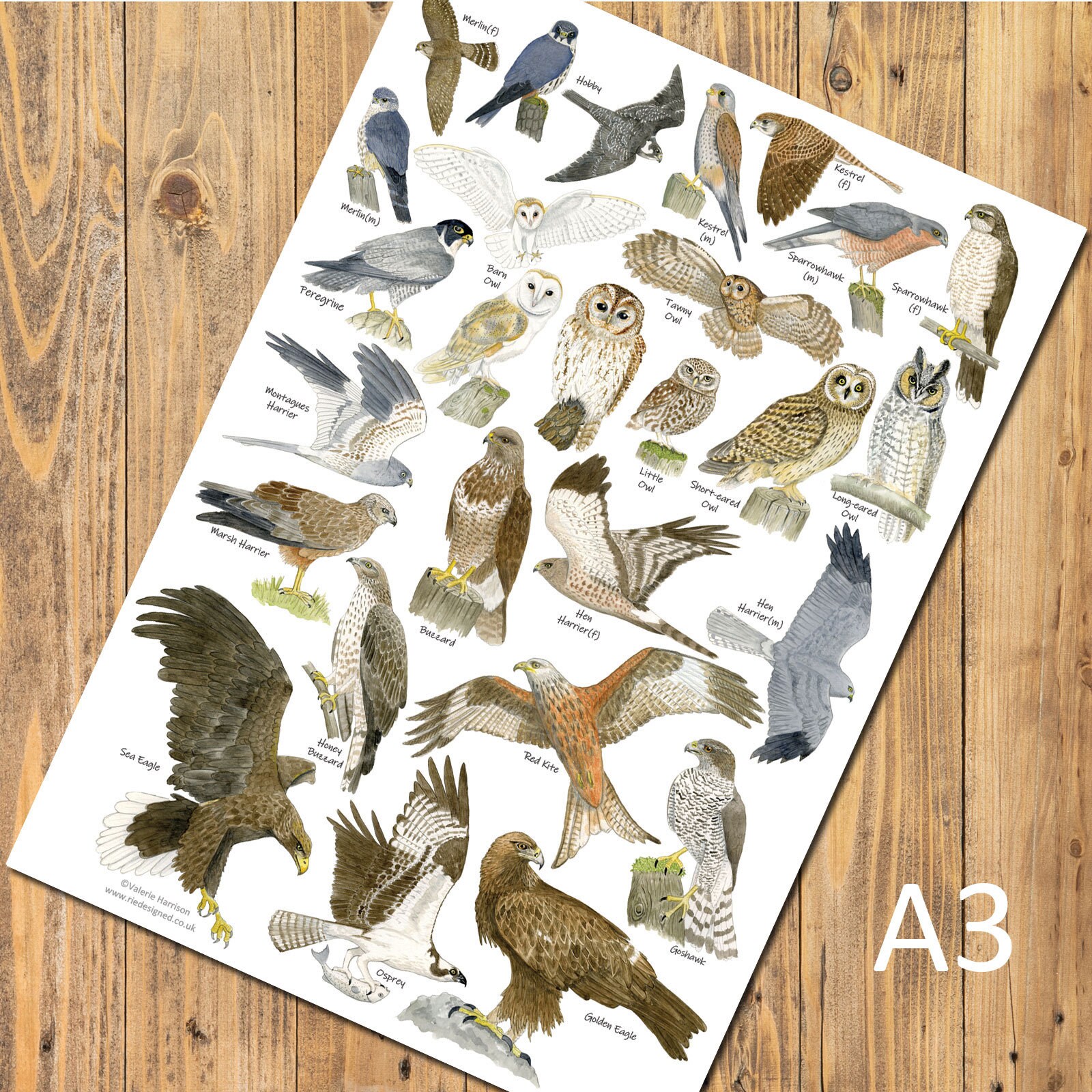 Set of 8 A3 Nature Identification Posters Wildlife Charts - Etsy UK
