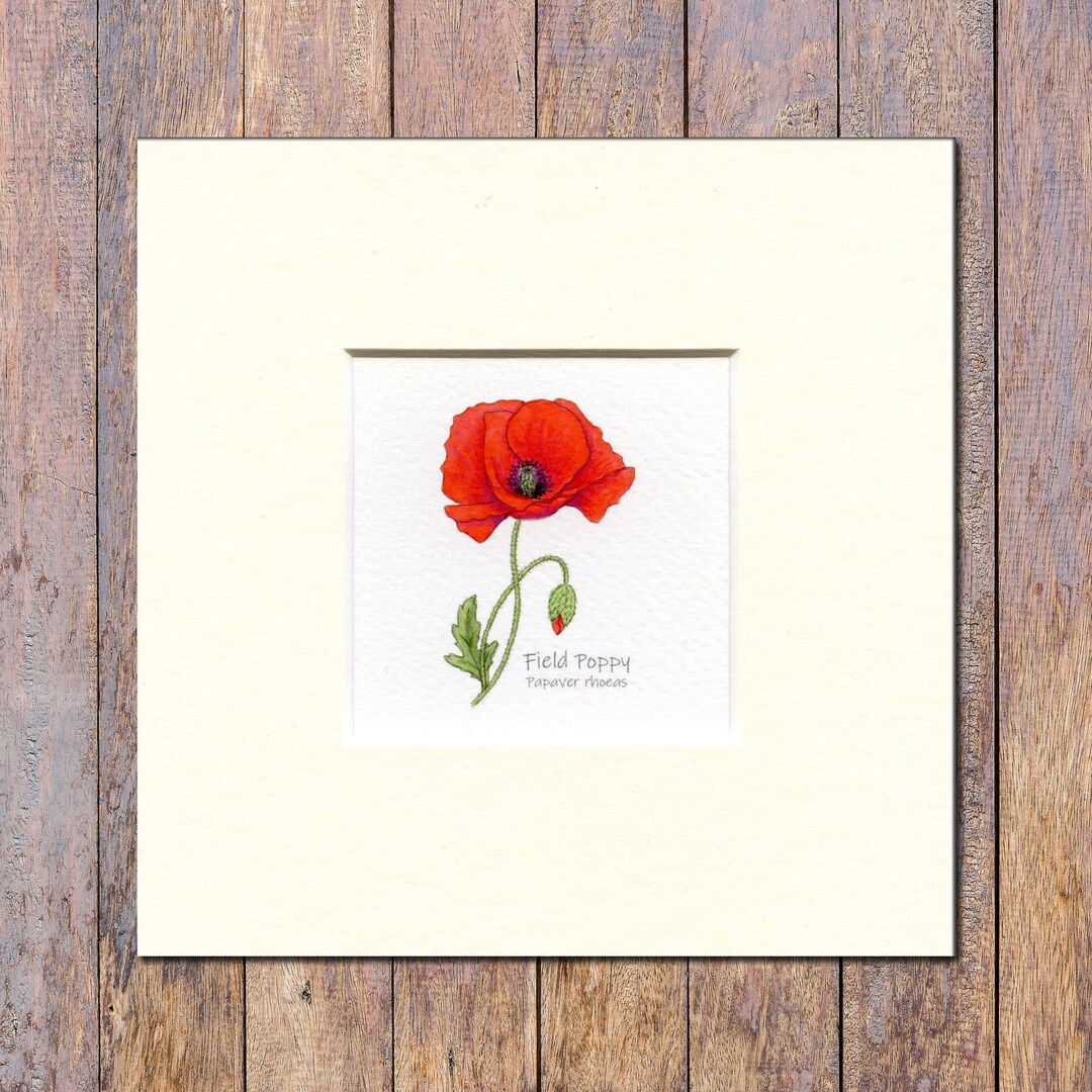 Field Poppy Mounted Miniature Print, Wild Flower Small Square Miniature ...