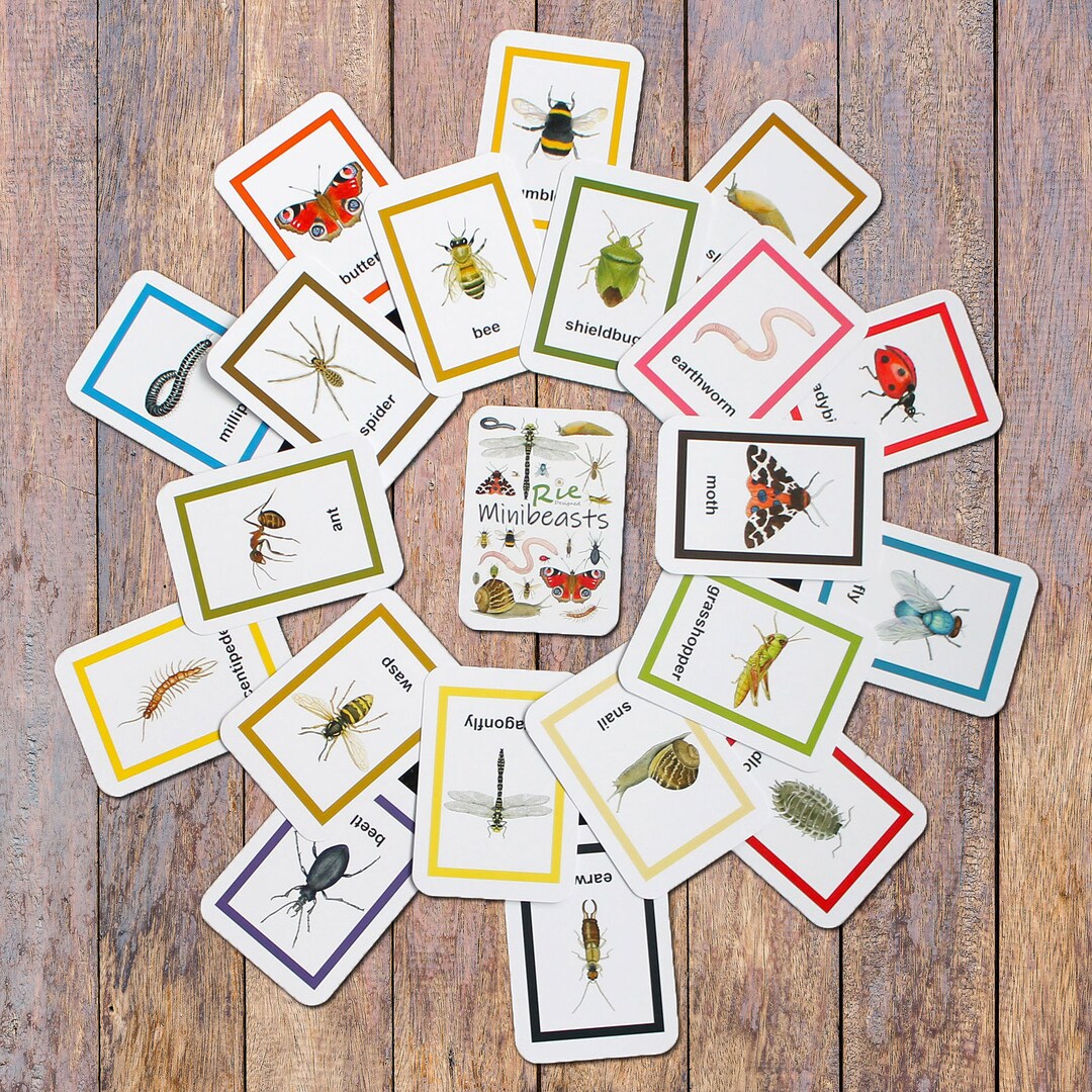 Garden Minibeasts Flash Cards, Pack 20 Childrens Insect Identification ...