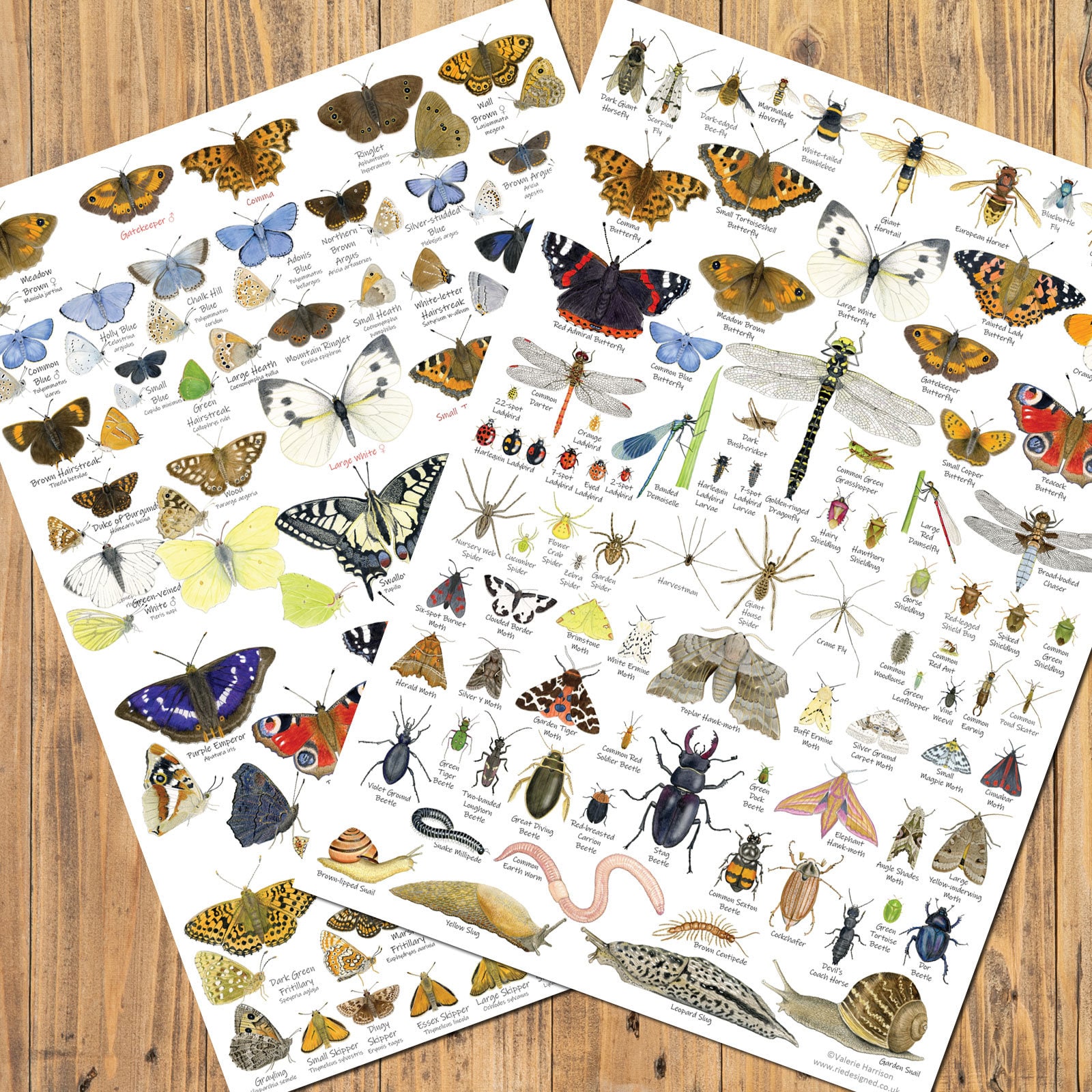 British Butterflies A3 Identification Poster, Insect Chart, Bugs Art ...