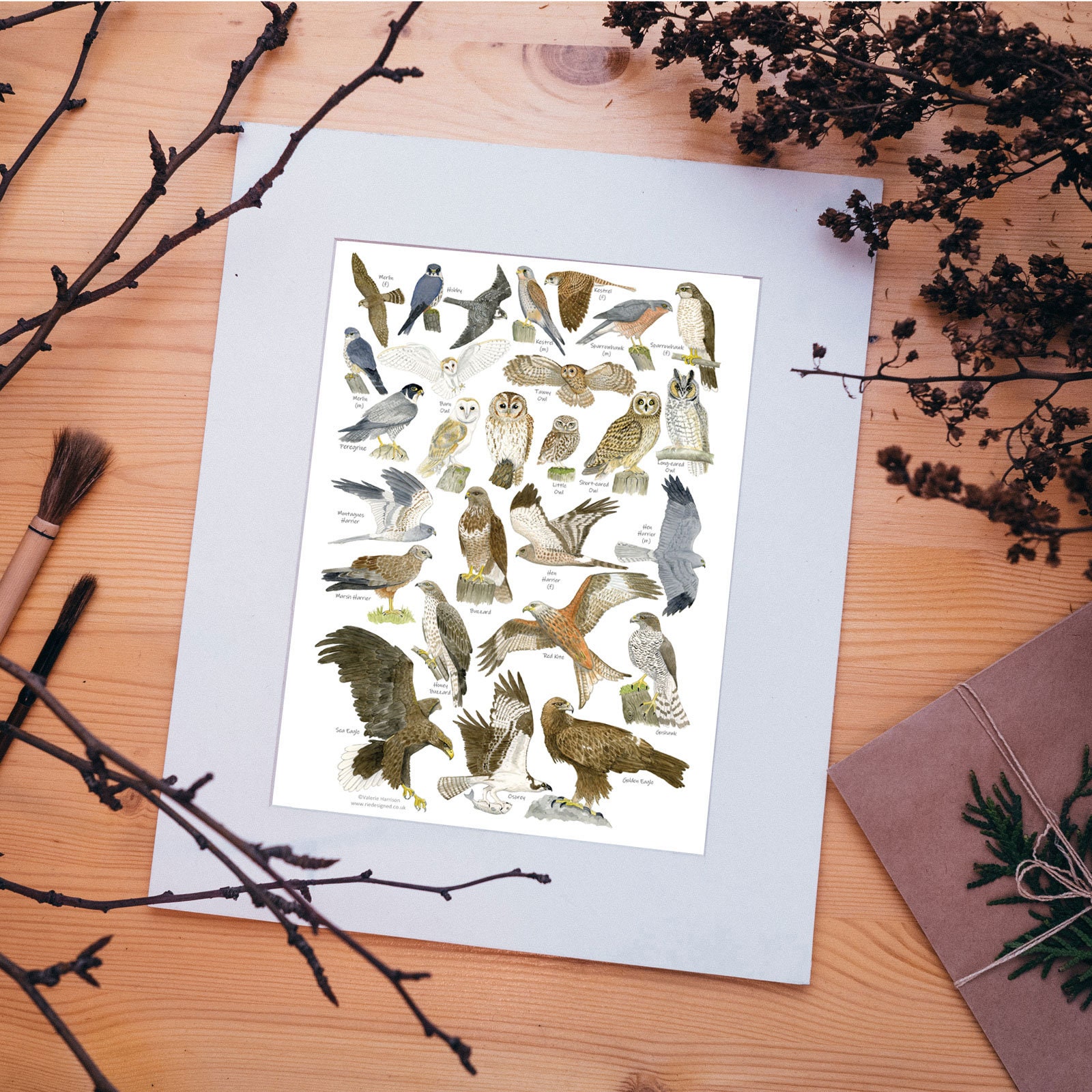 British Birds of Prey & Owls A4 Identification Chart Wildlife | Etsy