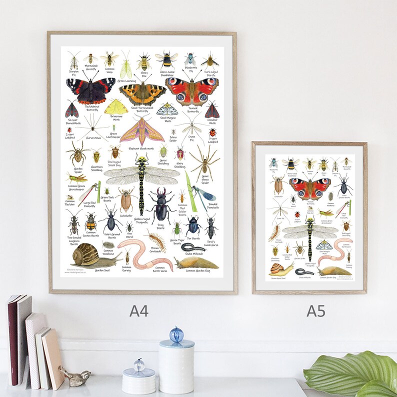 British Invertebrates A3 Identification Poster, Insect Chart, Bugs Art ...