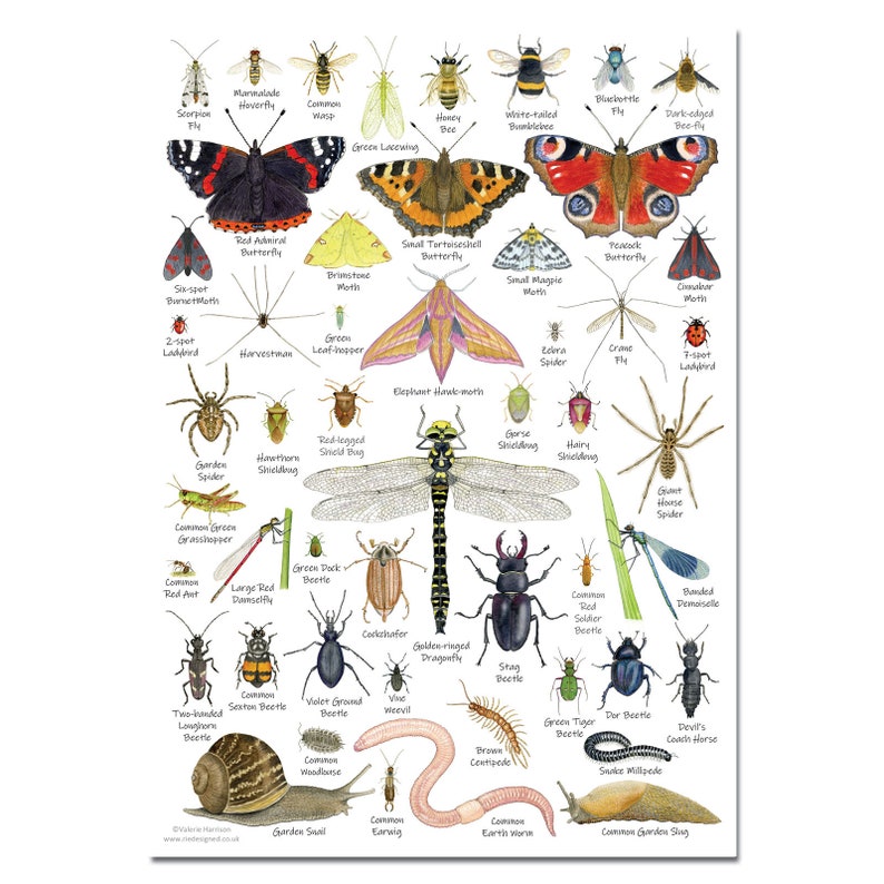 British Minibeasts A4 Identification Chart Wildlife Card | Etsy