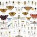 British Invertebrates A3 Identification Poster, Insect Chart, Bugs Art ...