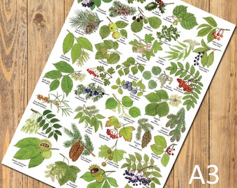 Tree Leaves Identification Poster British Species - Etsy UK