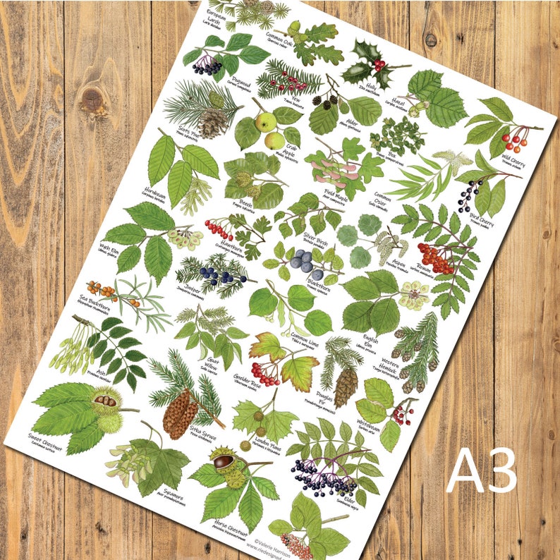 British Tree Leaves Wildlife A3 Poster Art Print, Nature Identification ...
