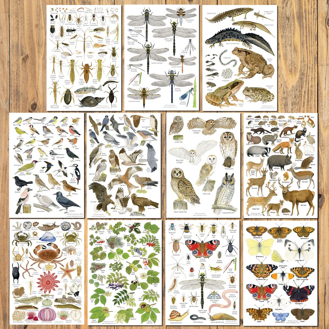 Pack of 11 Assorted A5 Identification Charts, British Wildlife Cards ...