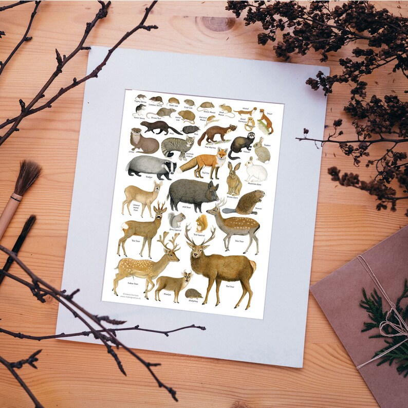 British Land Mammals A3 Identification Poster Wildlife Chart - Etsy UK
