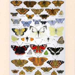 British Butterflies A4 Identification Chart, Wildlife Card, Bugs Poster ...