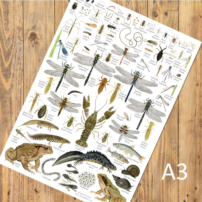Insects Poster A2 - Etsy UK