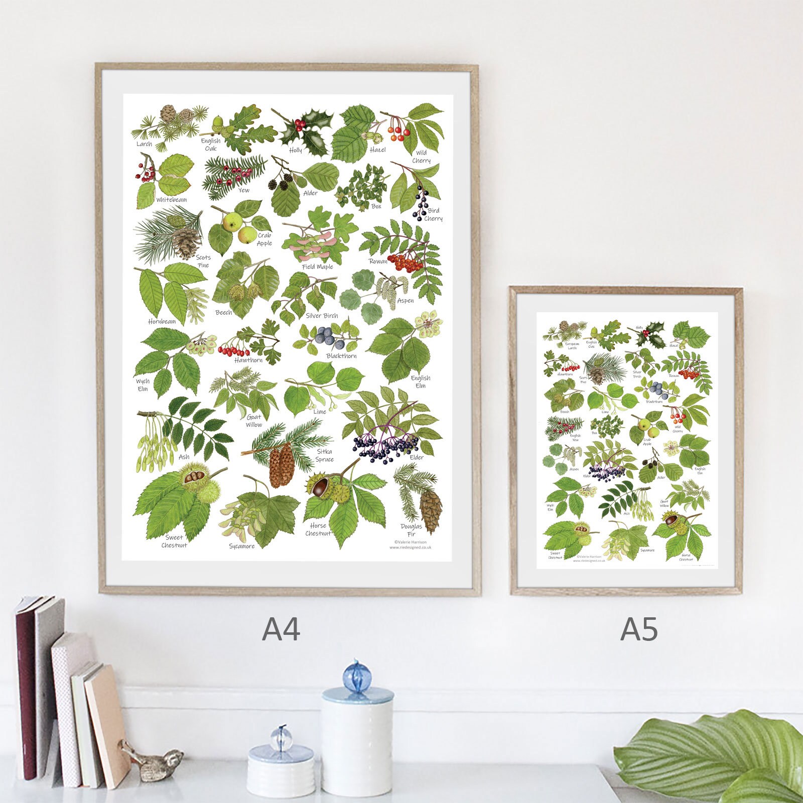 British Tree Leaves A4 Identification Chart Wildlife Card - Etsy UK