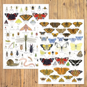 British Insects A4 Identification Chart, Wildlife Card, Bugs Poster ...