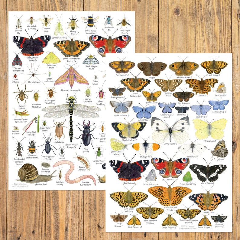 British Insects A4 Identification Chart Wildlife Card Bugs - Etsy