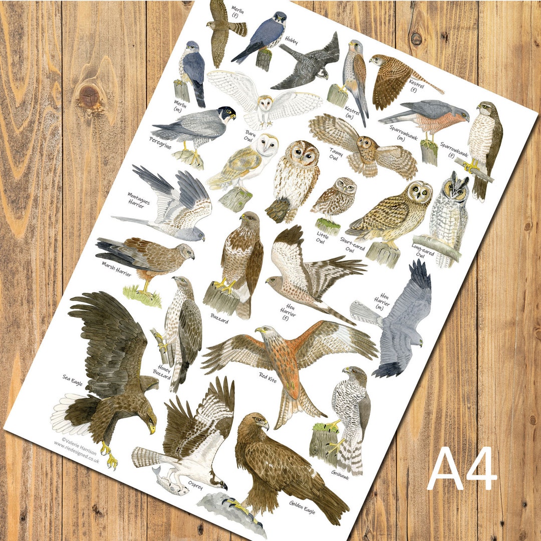 British Birds of Prey & Owls A4 Identification Chart, Wildlife Card ...