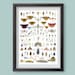 British Invertebrates A3 Identification Poster, Insect Chart, Bugs Art ...