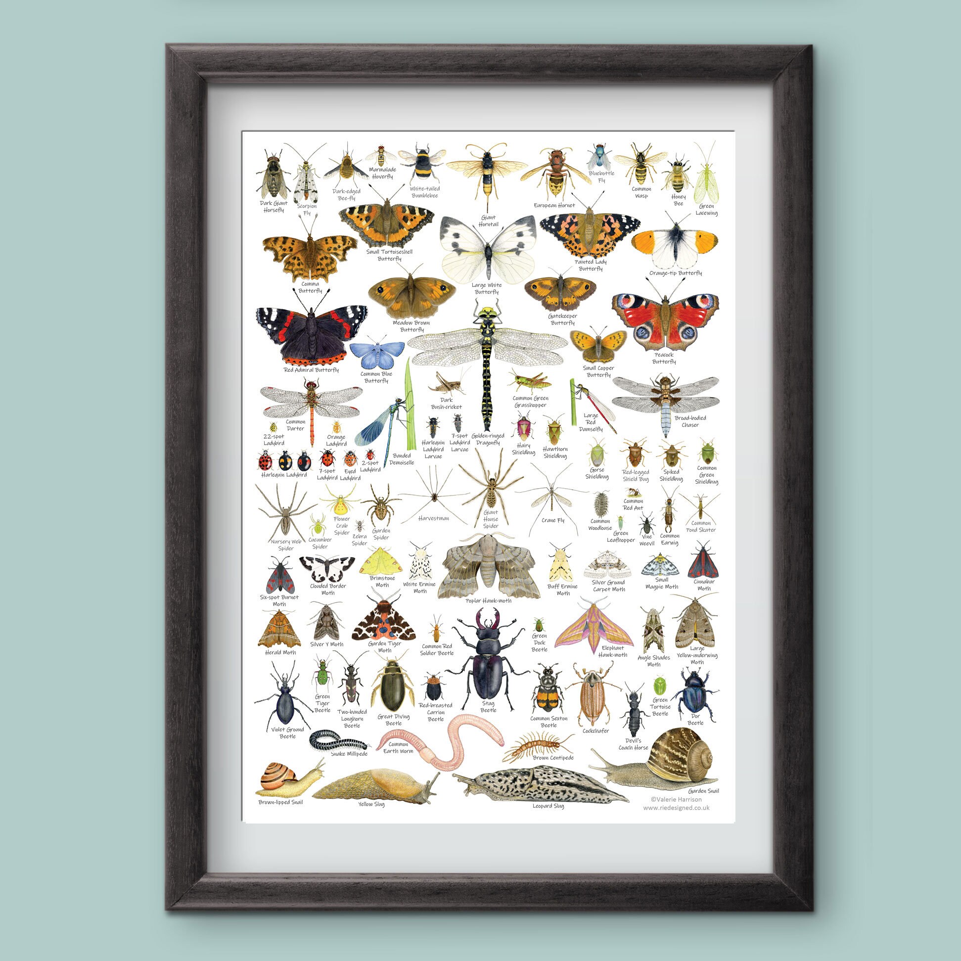 British Invertebrates A3 Identification Poster, Insect Chart, Bugs Art ...