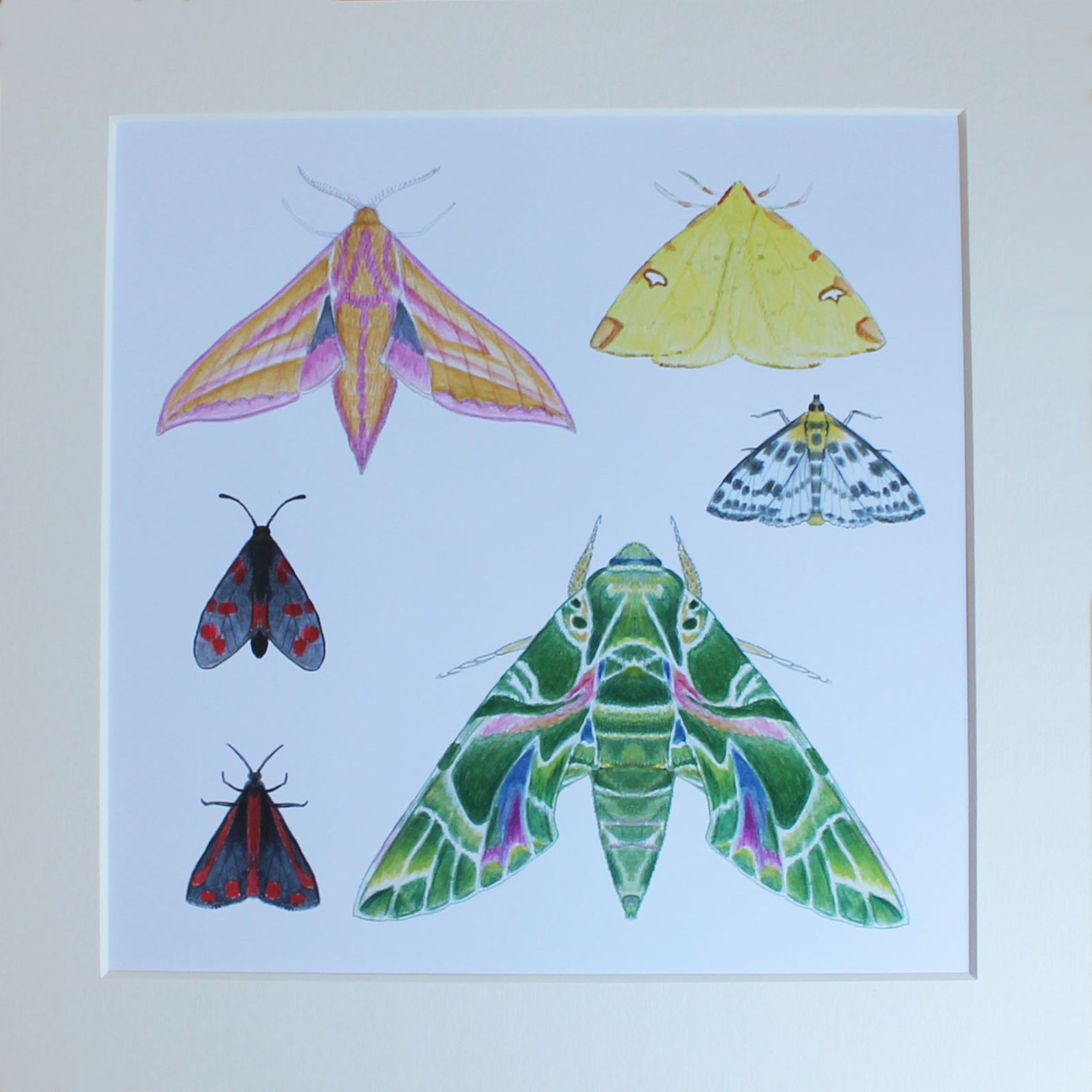 Moths Mounted Print, Insects Large Square Artwork, Nature, Wildlife ...