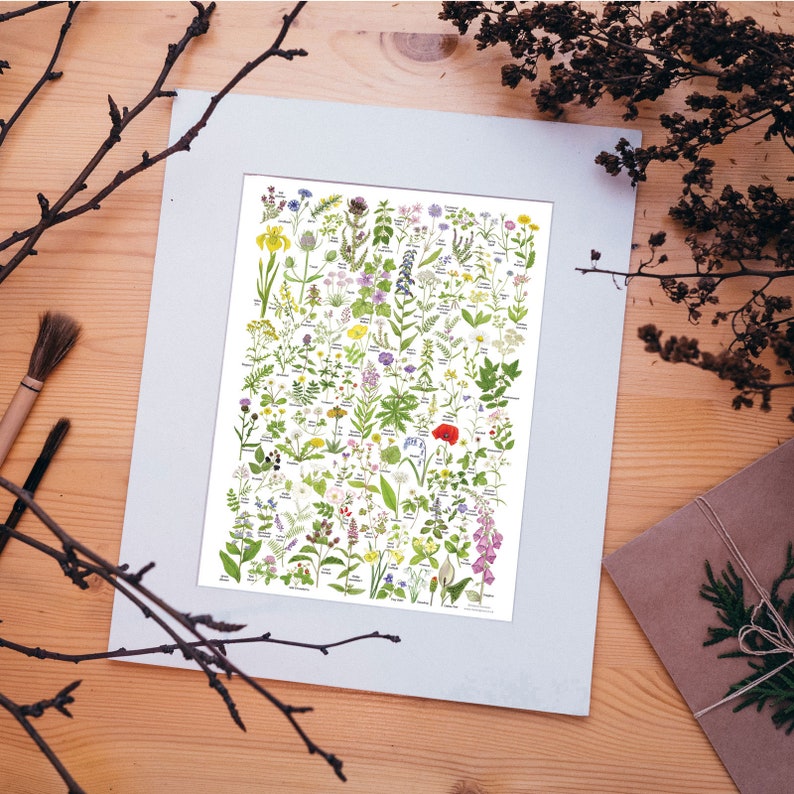 British Wild Flowers Wildlife A3 Poster Art Print, Nature ...