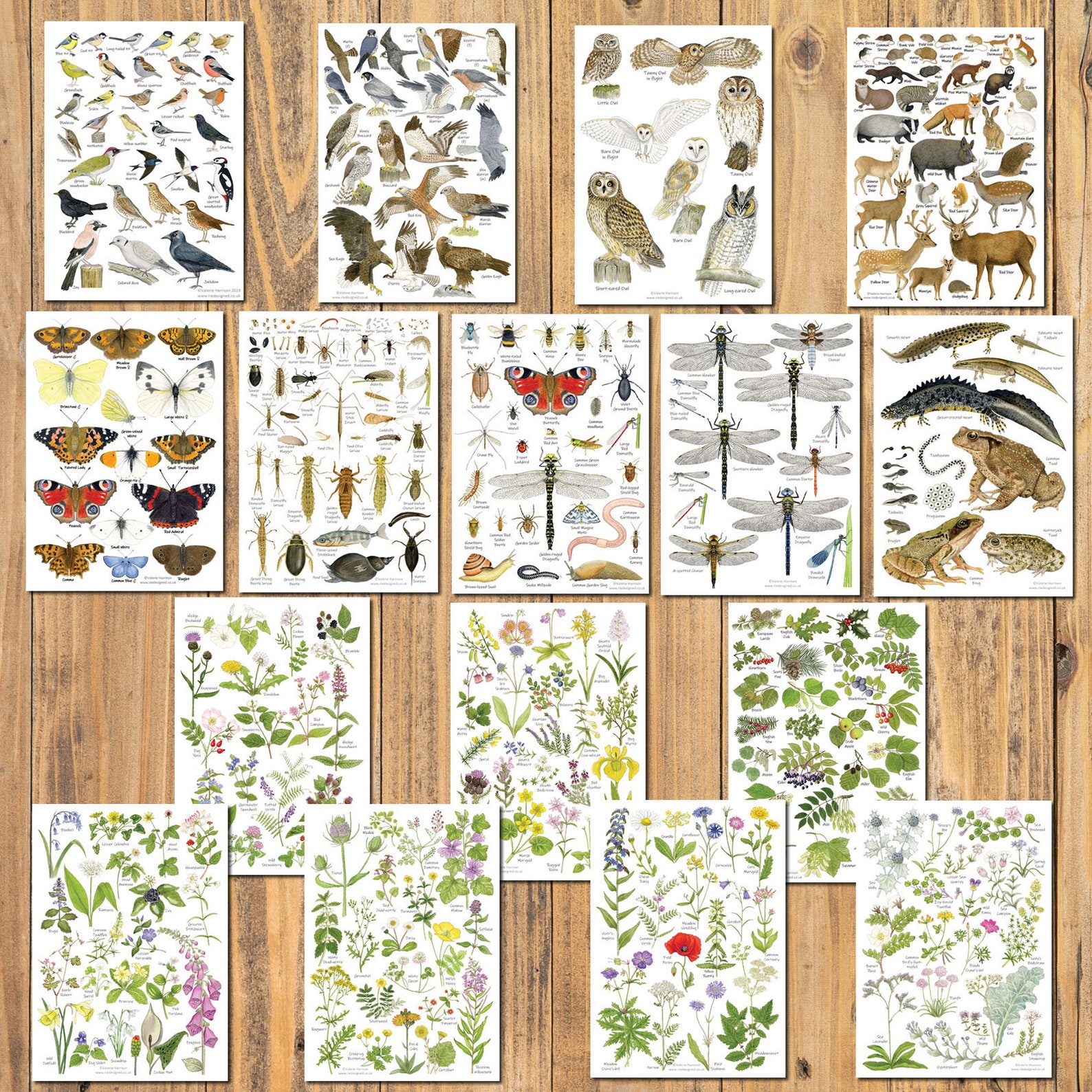 Pond & Stream A5 Art Print, Card, Pondlife Postcard, Identification ...