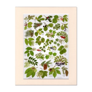 British Tree Leaves A4 Identification Chart, Wildlife Card, Nature ...