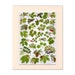 British Tree Leaves A4 Identification Chart, Wildlife Card, Nature ...
