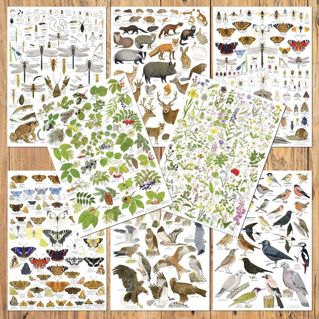 Set of 8 A3 Nature Identification Posters, Wildlife Charts, Art Prints ...