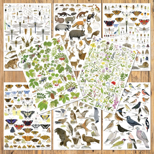 Wildlife Poster - Etsy UK