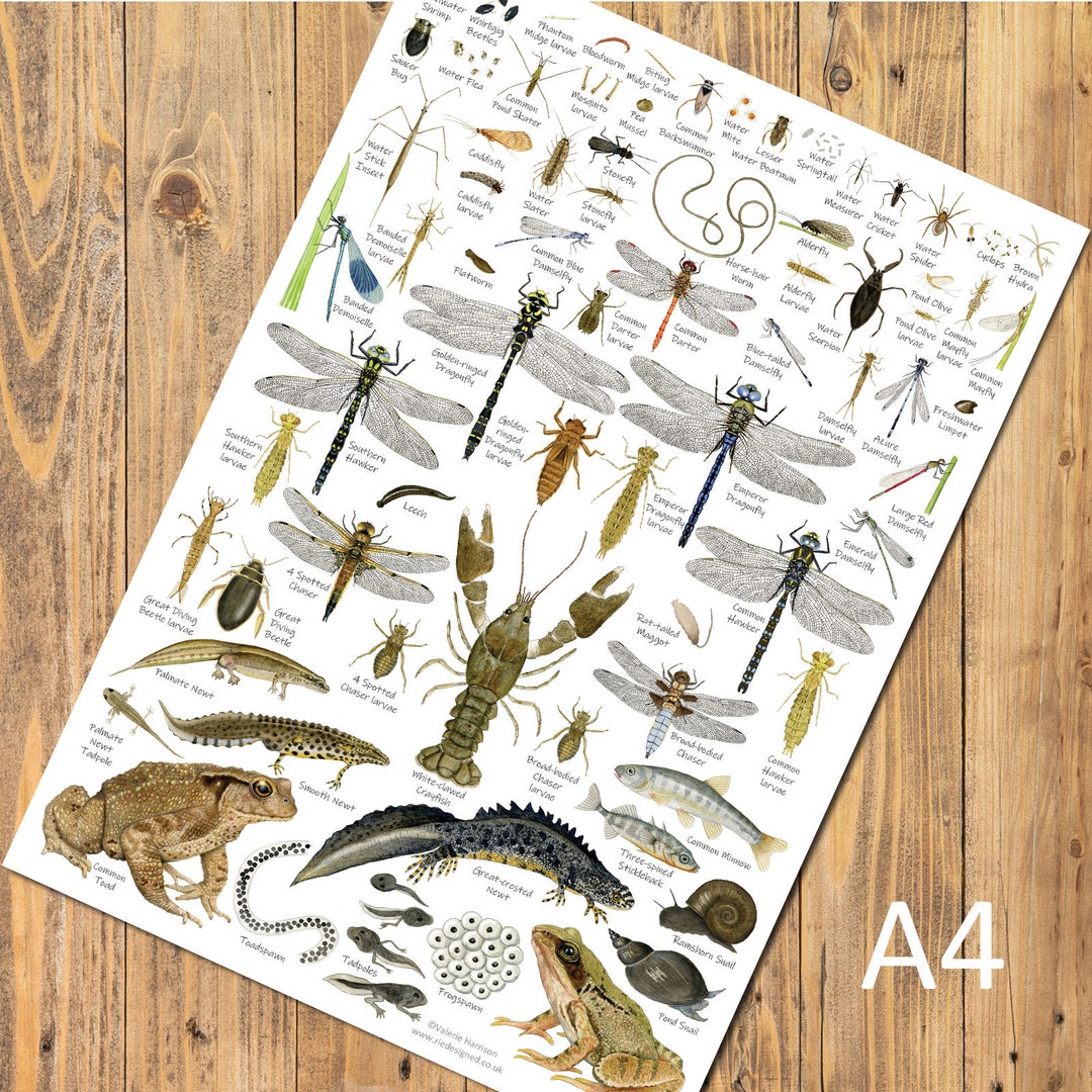 British Pond & Stream A4 Identification Chart, Wildlife Card, Insects ...