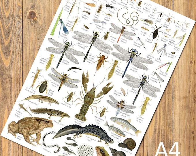 British Pond & Stream A4 Identification Chart, Wildlife Card, Insects ...