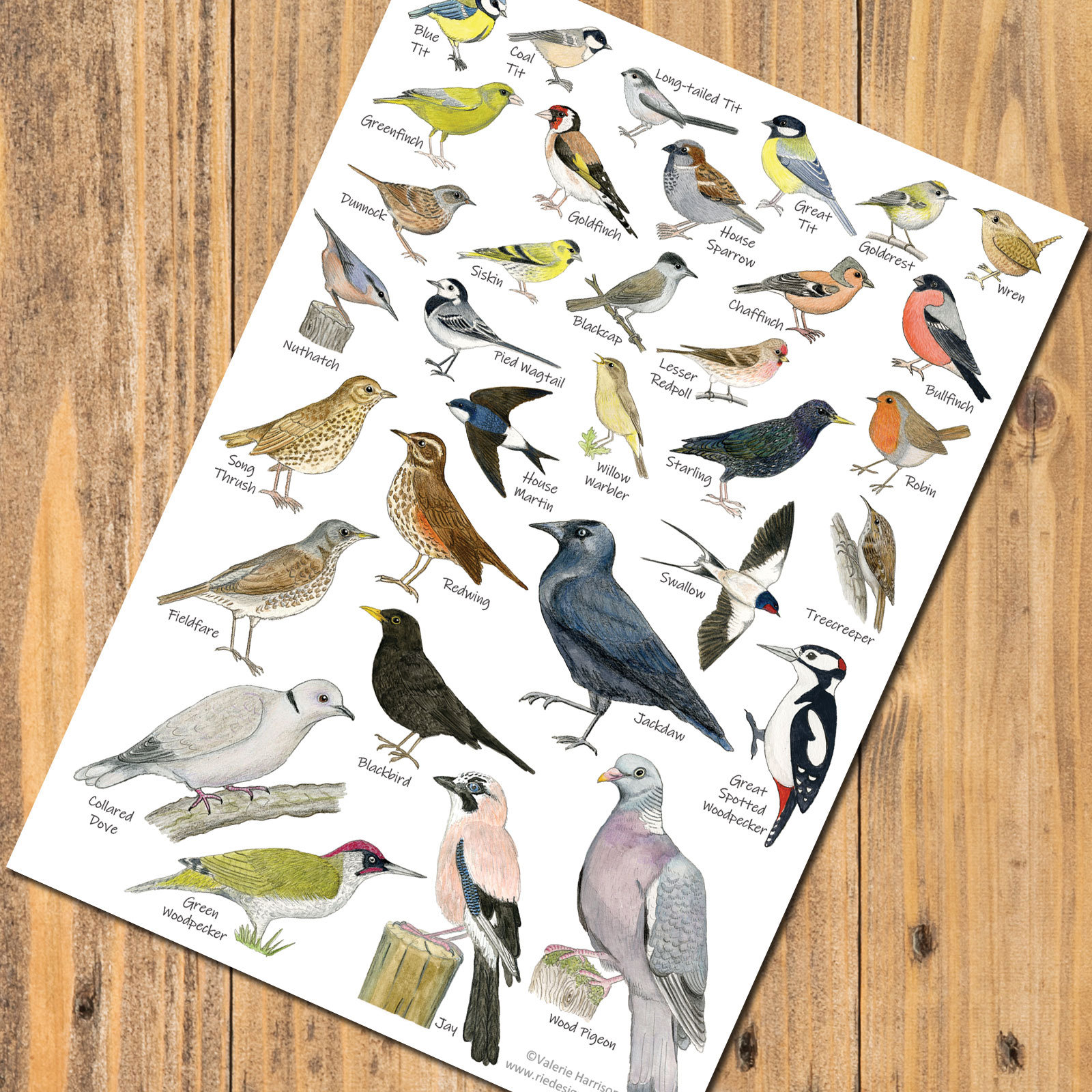 British Garden Birds A5 Identification Chart, Wildlife Card, Postcard ...